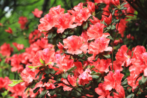 Azalea Flower Meaning - Flower Meaning