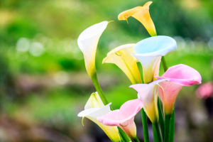 Calla Lily Flower Meaning - Flower Meaning