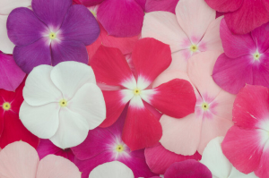 Periwinkle Flower Meaning - Flower Meaning