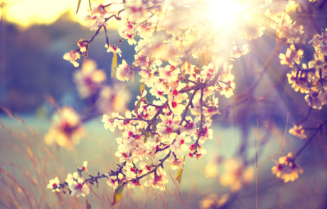 Sakura Flower Meaning - Flower Meaning