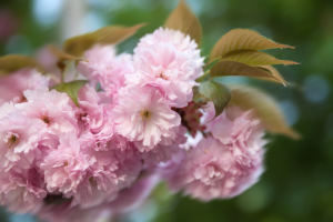Sakura Flower Meaning - Flower Meaning